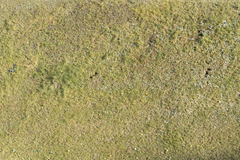 1,827 Withered Grass Texture Stock Photos - Free & Royalty-Free Stock ...