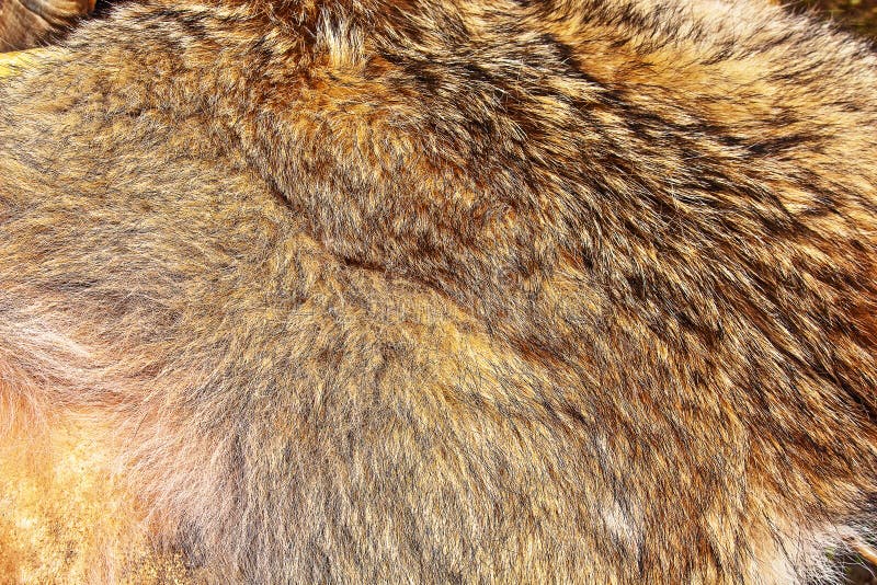 Texture wolf fur. Fur rug. stock image. Image of detail - 72214821