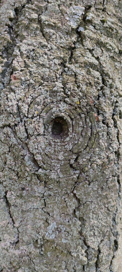 Wonderful Pattern of Tortoise Shell Close Up Stock Image - Image of ...