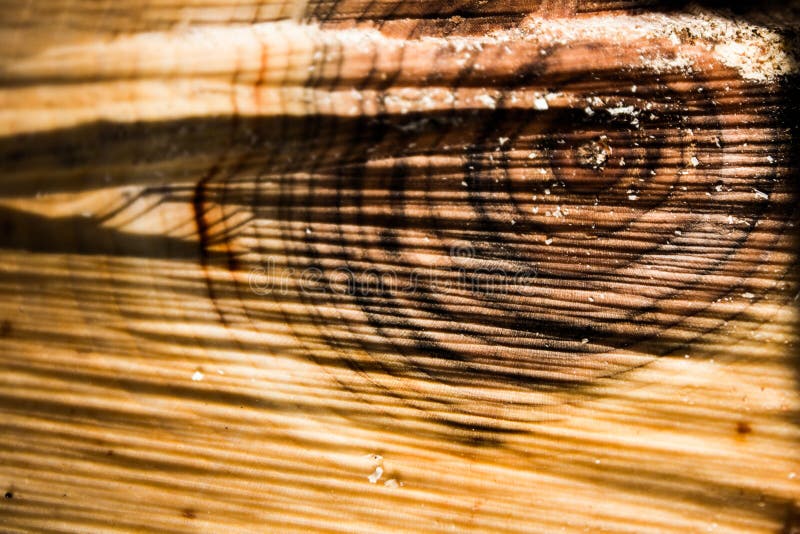 Texture of the Wood, Annual Rings Stock Image - Image of abstract ...