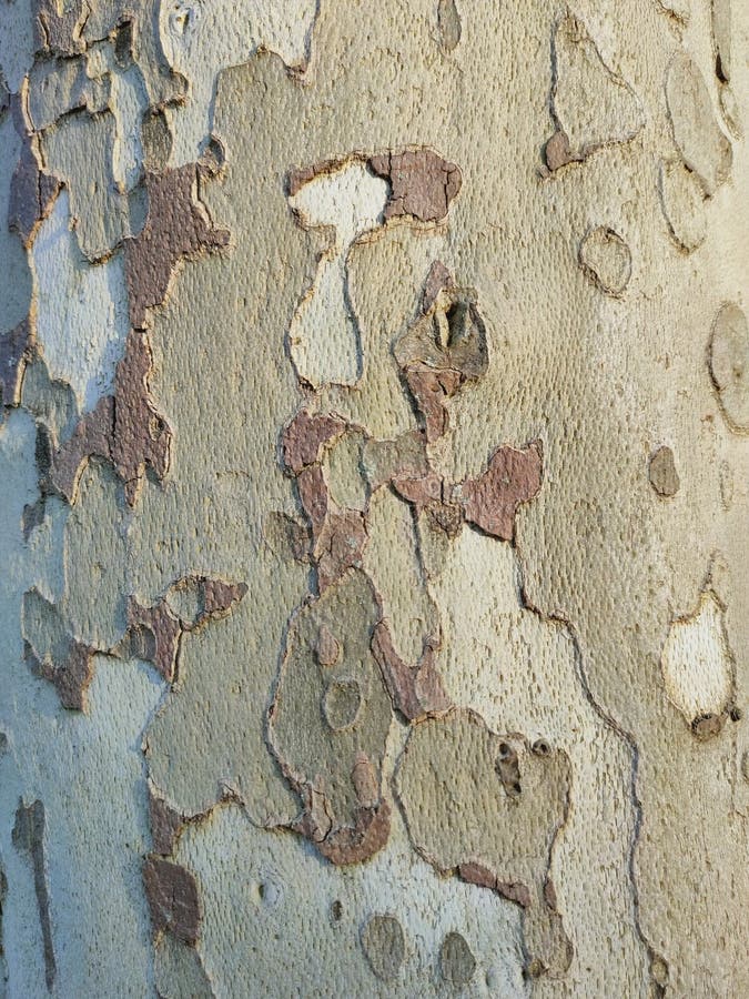 Texture Wood Background. Light Tree Bark Stock Photo - Image of shoot ...