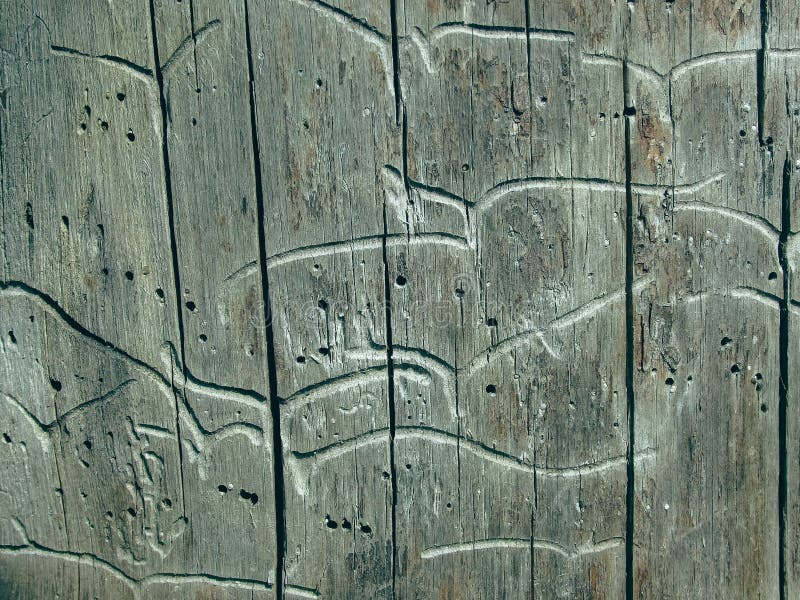 Texture of Wood with Bark Beetle Passages. Under the Bark. Insect ...