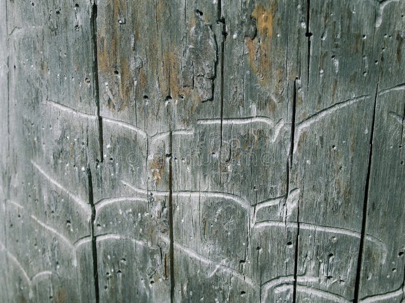 Texture of Wood with Bark Beetle Passages. Under the Bark. Insect ...