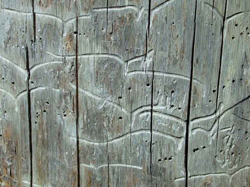 Texture of Wood with Bark Beetle Passages. Under the Bark. Insect ...