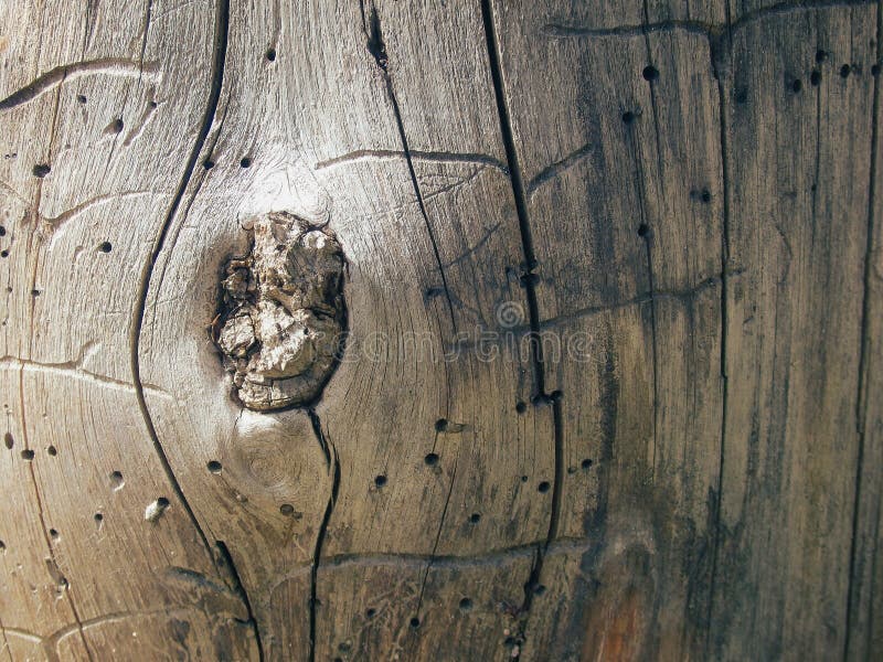 Texture of Wood with Bark Beetle Passages. Under the Bark. Insect ...