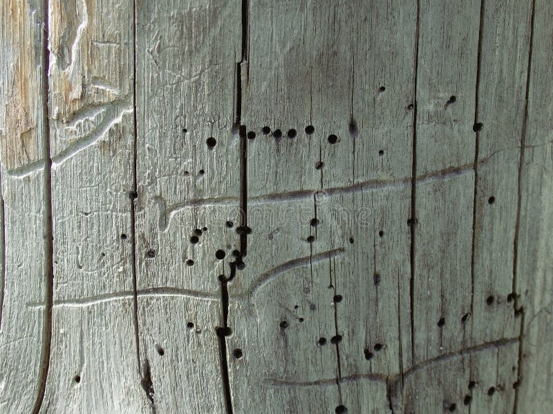 Texture of Wood with Bark Beetle Passages. Under the Bark. Insect ...