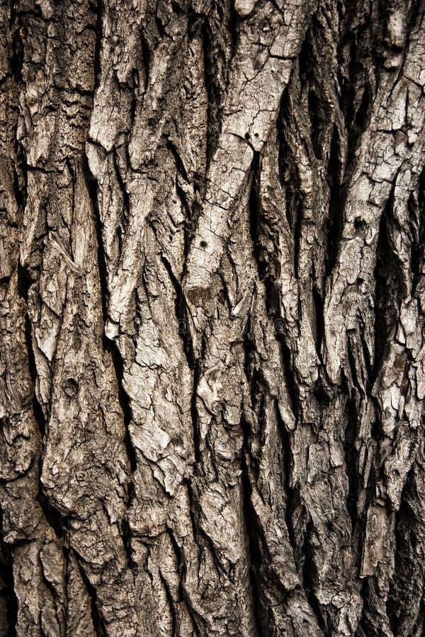 Texture of Wood Bark Close Up Stock Image - Image of woods, pine: 12283043