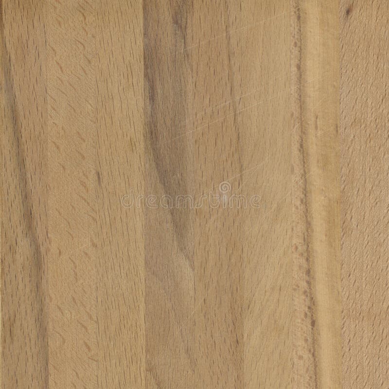 Texture of wood beech stock image. Image of tree, natural - 67853039