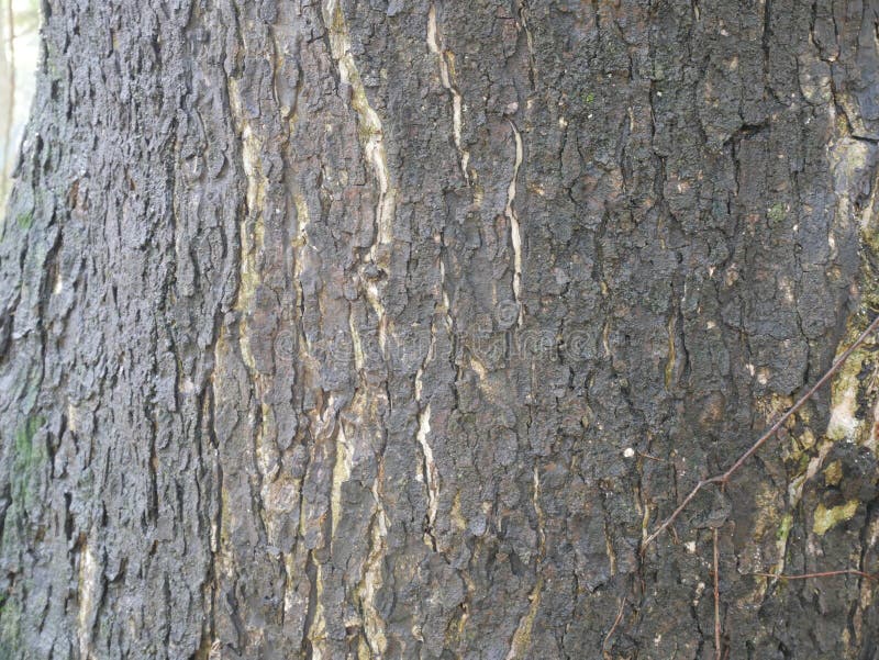 The Texture of the Wood of the Big Tree in the Garden Stock Photo ...
