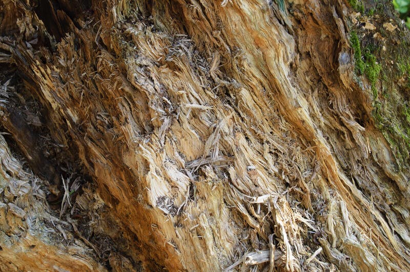 Texture Wood of a Broken Pine Tree in Forest Close-up Stock Image ...