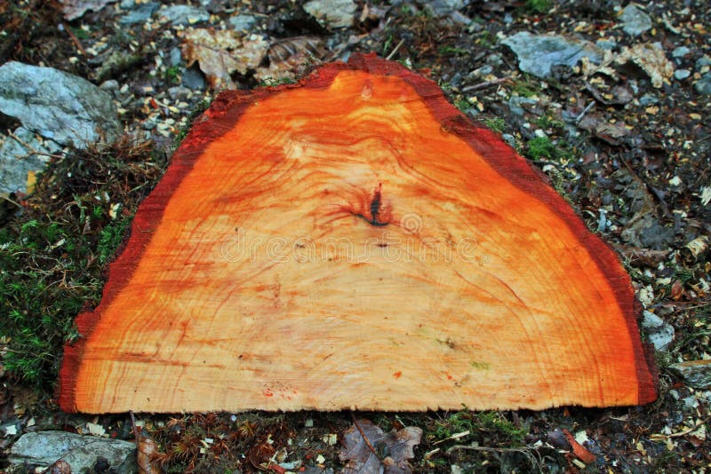 184 Coloring Log Stock Photos - Free & Royalty-Free Stock Photos from ...