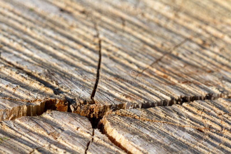 The Texture of the Wood with Cracks Stock Image - Image of crack ...