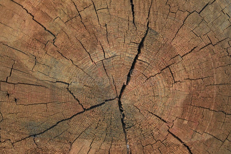 Cut a Thick Log - Wood Texture, Cracks and Annual Rings. Stock Photo ...