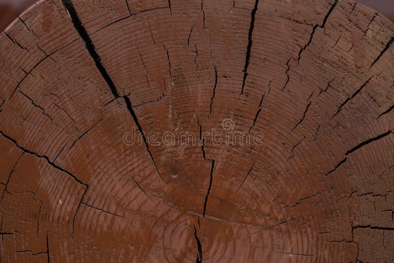 Texture of Wood Cut-off for the Background Stock Image - Image of ...