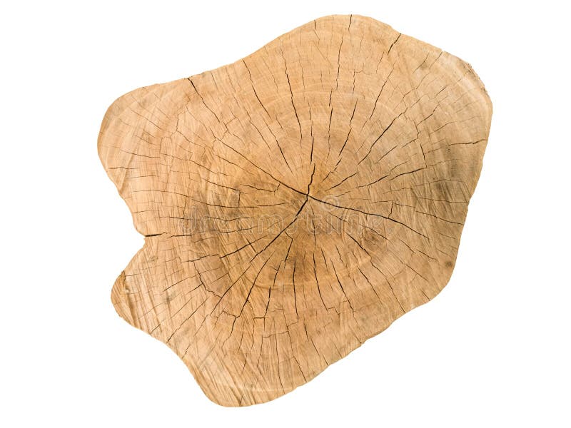 Texture Wood of Cut Tree Trunk Pattern Isolated on White Background ...