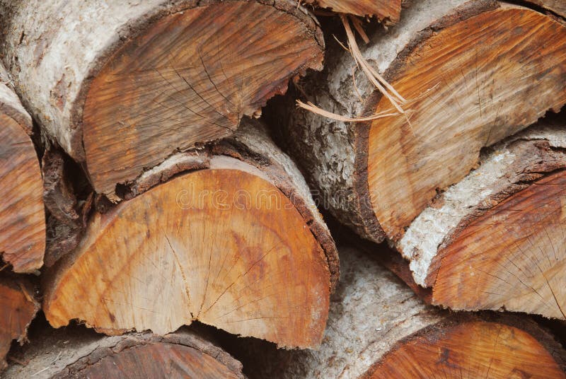 TEXTURE WOOD stock image. Image of natural, wood, rainforest - 75950853