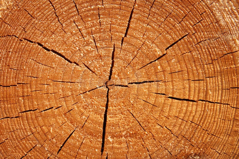 Texture of wood stock photo. Image of borders, detail - 49058408