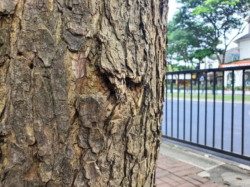 Texture of the Wood Grain on the Tree Trunk with Broken Skin. Stock ...