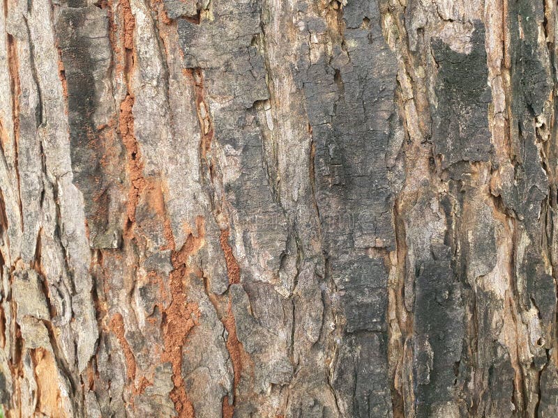 Texture of the Wood Grain on the Tree Trunk. Tree on Side of Road Stock ...