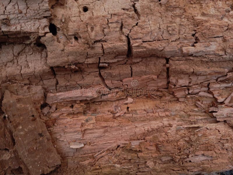 Texture of Wood Inside Tree Stock Image - Image of stamp, flora: 271212607