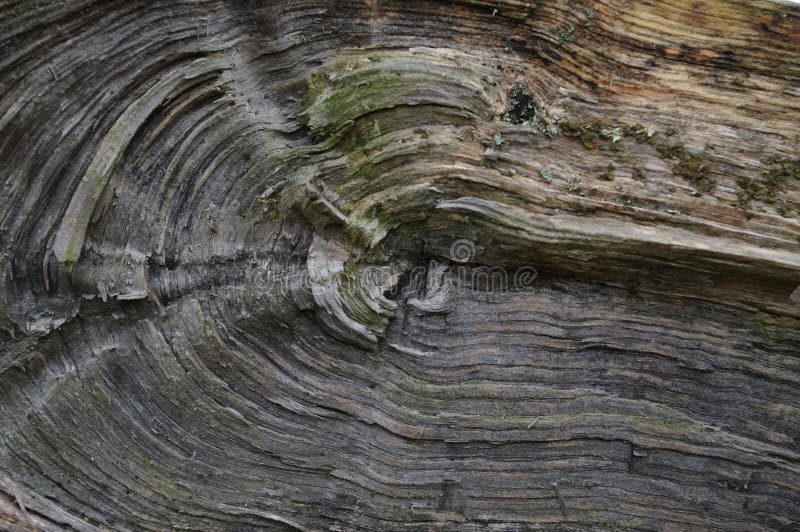 Texture of the Wood Inside a Tree Trunk Stock Photo - Image of brown ...