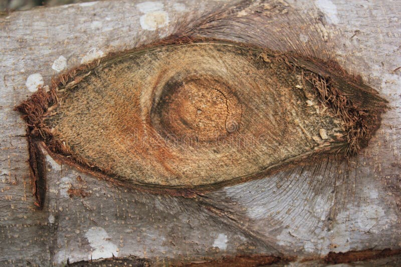 Texture of Wood Like a Eye for Background Stock Image - Image of forest ...
