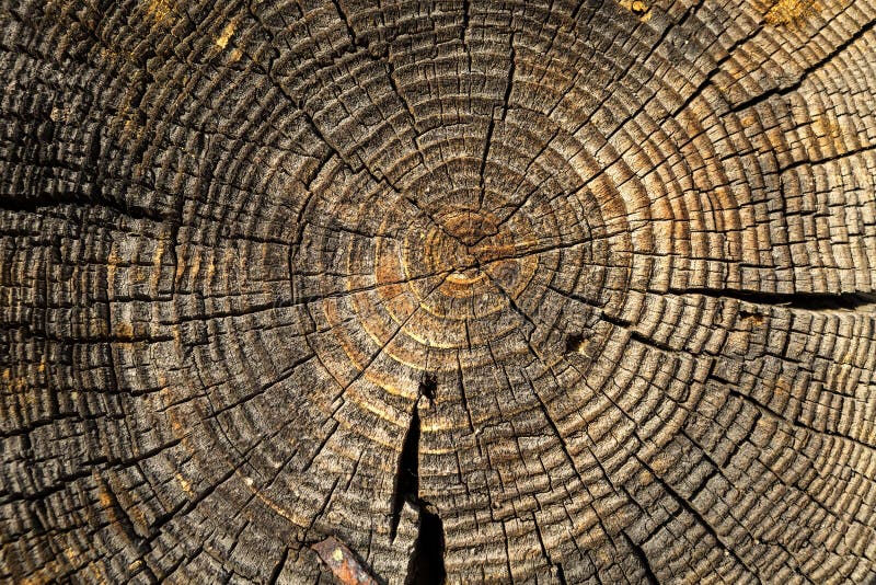 Texture of Wood with a Natural Pattern. Stock Image - Image of design ...