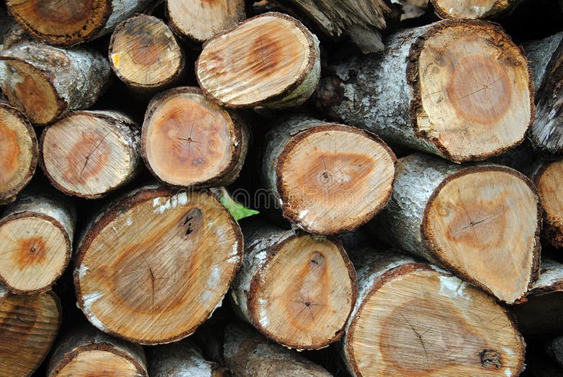 TEXTURE WOOD stock image. Image of natural, rainforest - 76558443