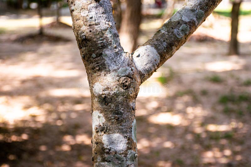 Texture of wood stock image. Image of hardwood, contrast - 270909643