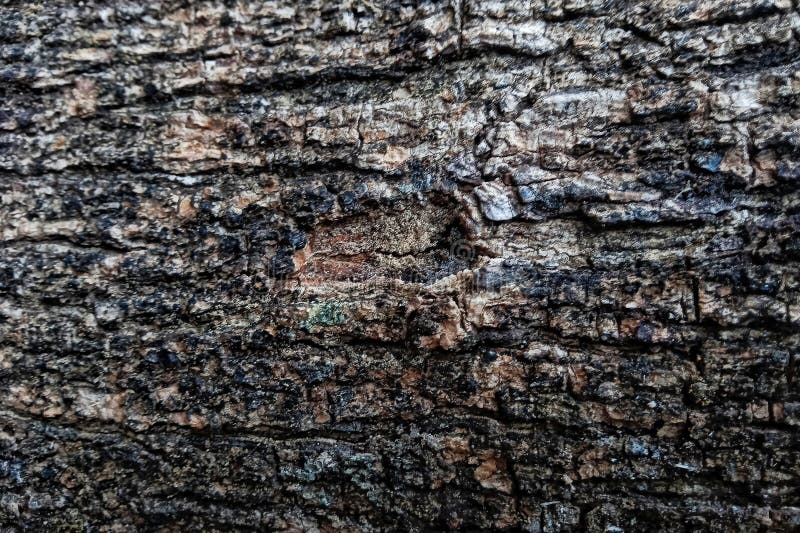 Texture of the Wood Old Tree Details Stock Photo - Image of texture ...
