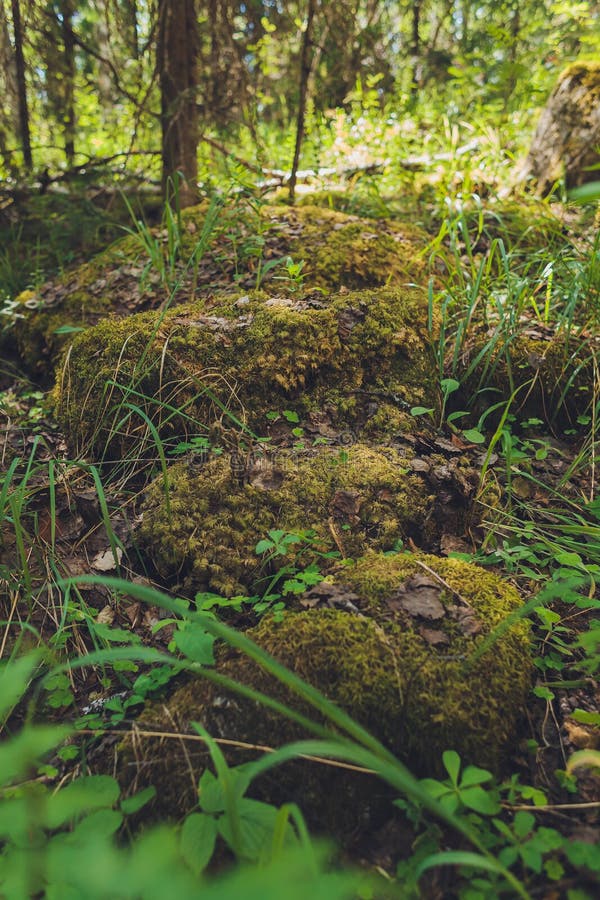 The Texture of the Wood Overgrown with Moss. Stock Photo - Image of ...