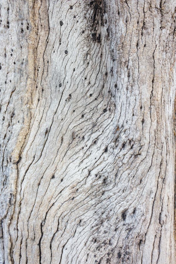 Texture. Wood Pattern. Texture of a Tree. Front View Photos Stock Image ...