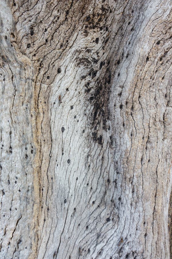 Texture. Wood Pattern. Texture of a Tree. Front View Photos Stock Photo ...