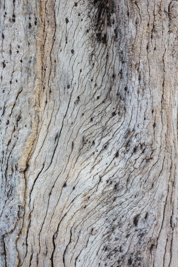Texture. Wood Pattern. Texture of a Tree. Front View Photos Stock Photo ...