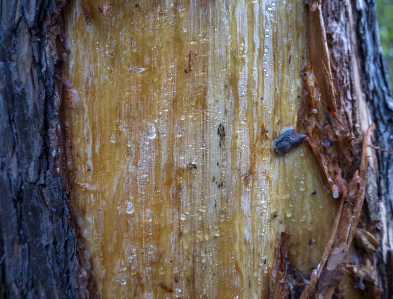 The Texture of the Wood of a Pine Trunk with Drops of Resin on the ...