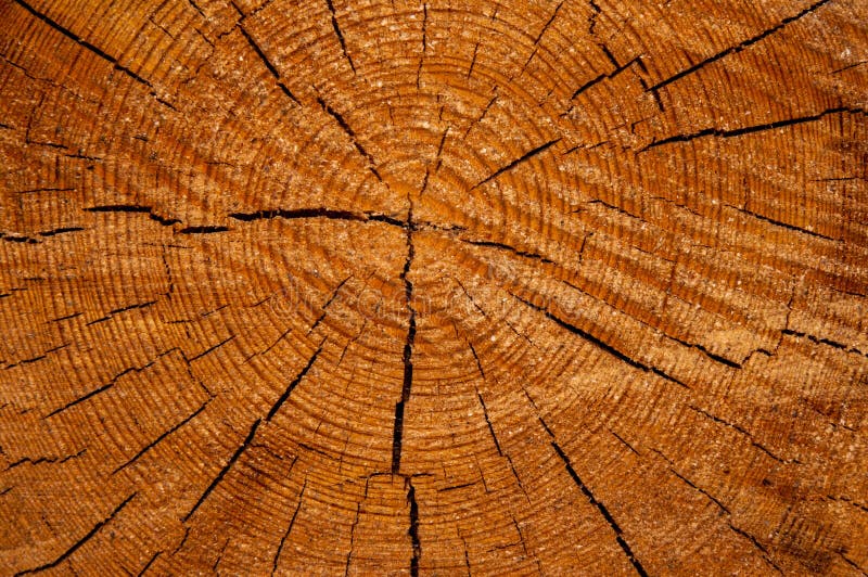 The Texture Of The Wood Slice Cruba Stock Image - Image of pattern ...