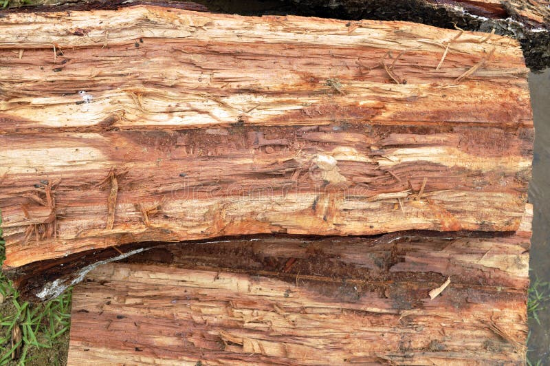 TEXTURE WOOD FLOOR BACKGROUND Stock Image - Image of wooden, brown ...