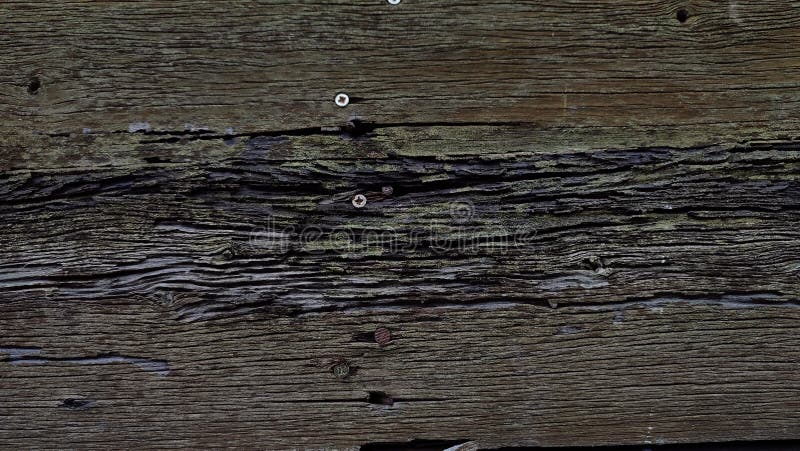 Texture of Wood and Strange Things Stock Image - Image of green, soil ...