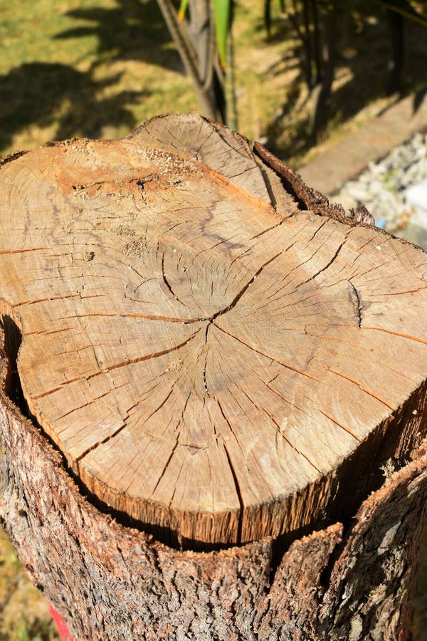 Beautiful Wood Stump Texture of a Cut Tree Stock Photo - Image of ...