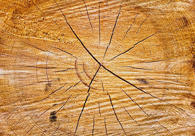 Texture of wood stump stock photo. Image of pine, abstract - 55999500