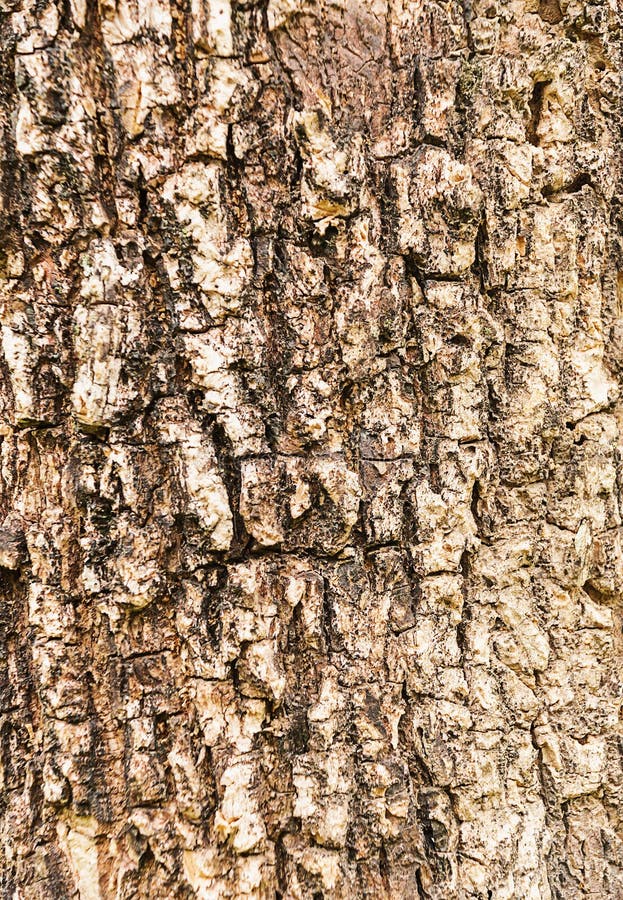 Texture of a Wood from Tree Stock Image - Image of nature, texture ...