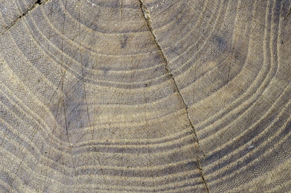 Texture in the Wood of a Tree Elm, Abstract. Stock Photo - Image of ...