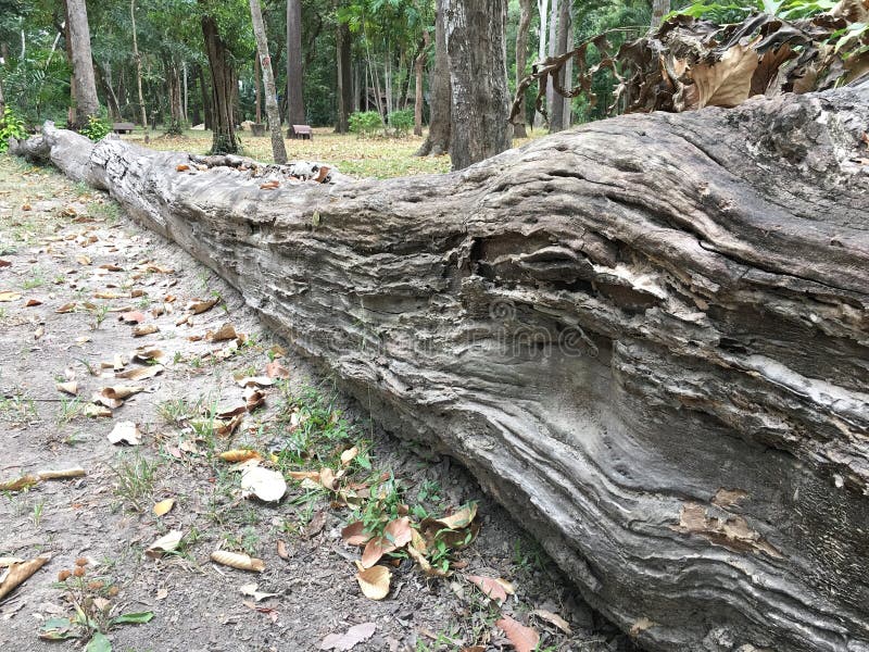 Texture of Wood Use As Natural Background Stock Image - Image of wood ...