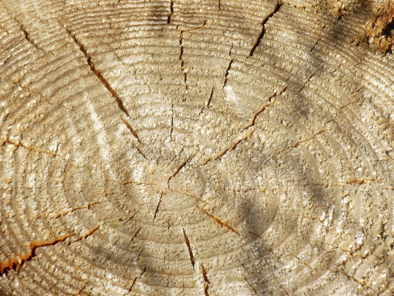 Texture of wooden log stock photo. Image of cracked, concentric - 43014984