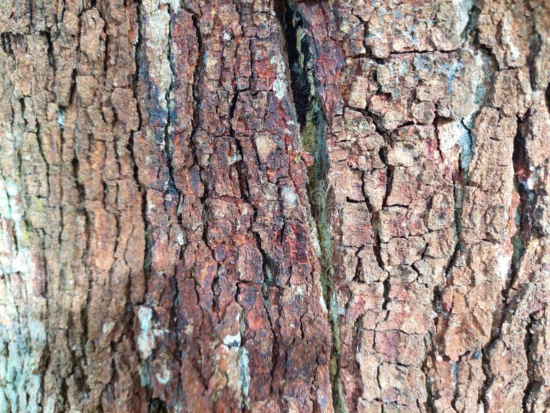 Texture of a wooden tree stock image. Image of nature - 267222939