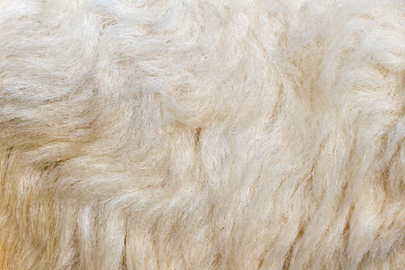 Texture of wool stock photo. Image of softness, curl - 17566484