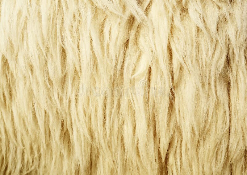 Texture of Wool stock image. Image of close, animal, wool - 23779259