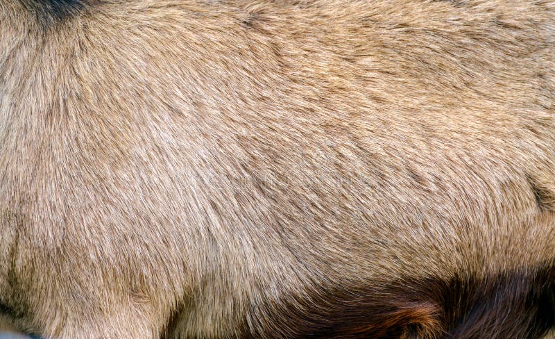 The Texture of the Wool of a Goat. Stock Photo - Image of detail, sheep ...