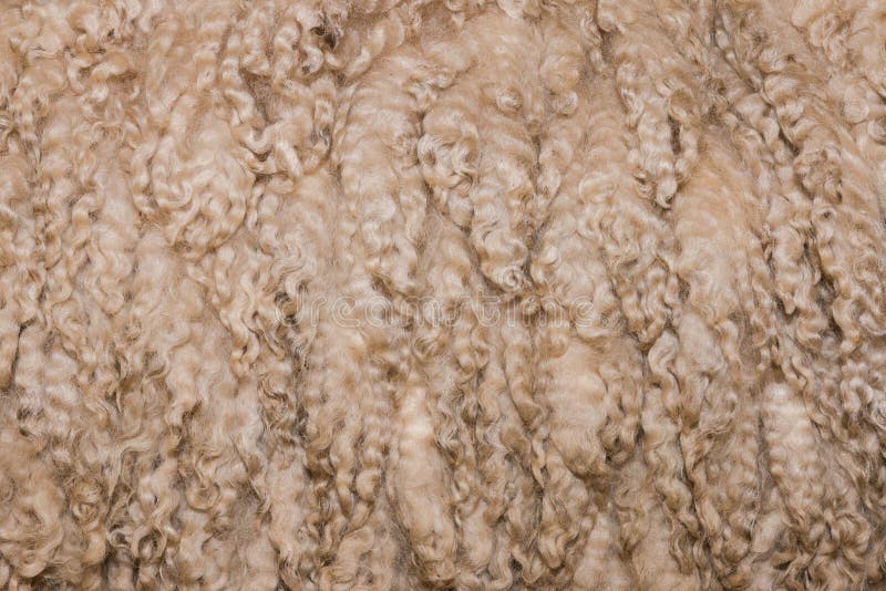 Texture of Wool of Merino Ram Stock Photo - Image of shaggy, breed ...