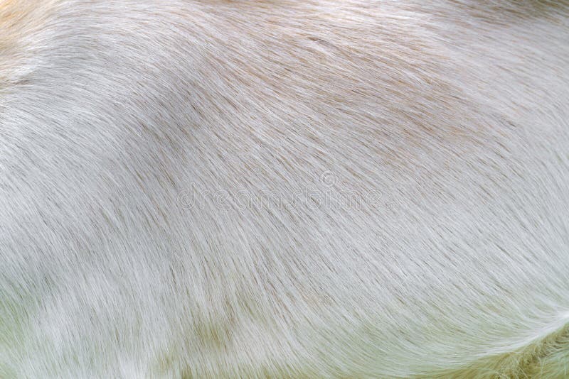 The Texture of the Wool of a White Goat. Stock Photo - Image of texture ...